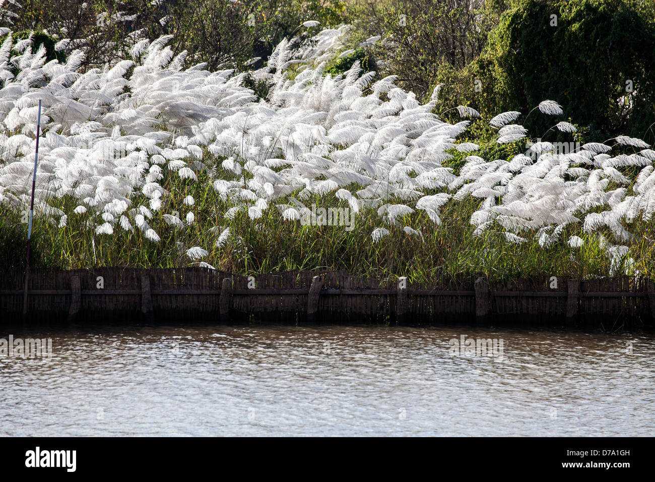 Myanmar Flowers High Resolution Stock Photography and Images - Alamy