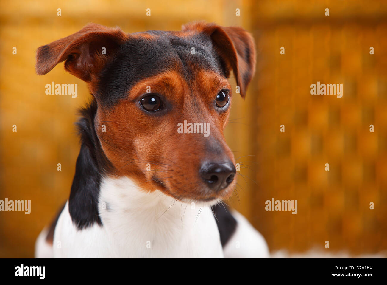 Jack Russell Terrier, male |Jack-Russell-Terrier, Ruede Stock Photo - Alamy