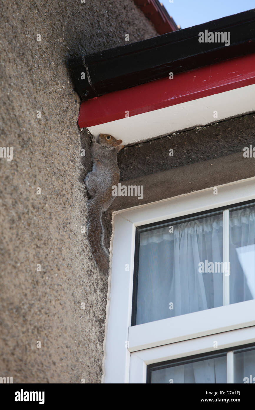 Grey Squirrel clinging to a wall below the eaves of a house. rodent ...