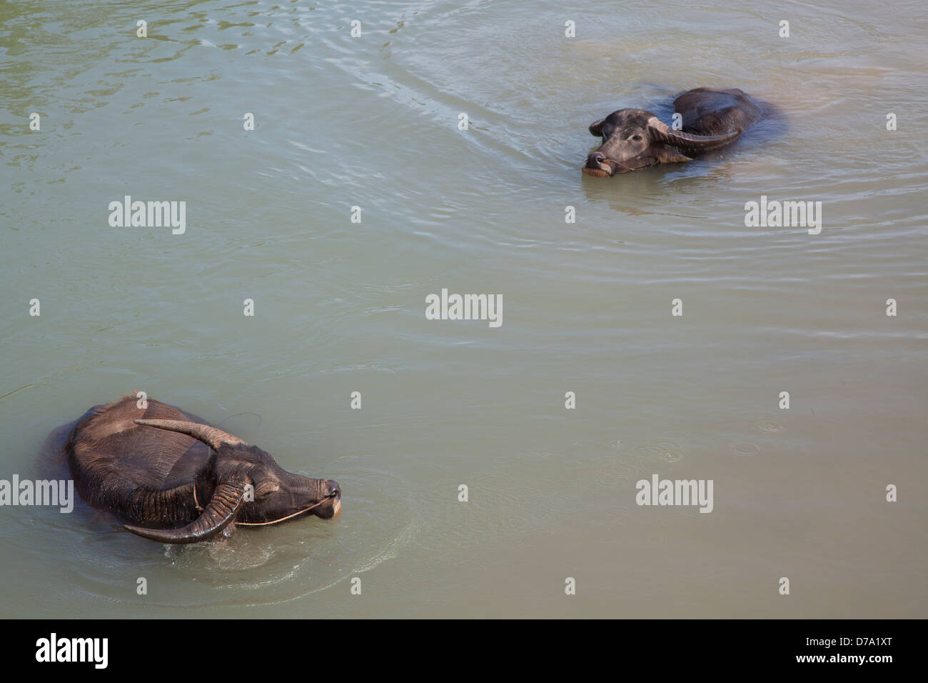 Buffalo in the river hi-res stock photography and images - Alamy