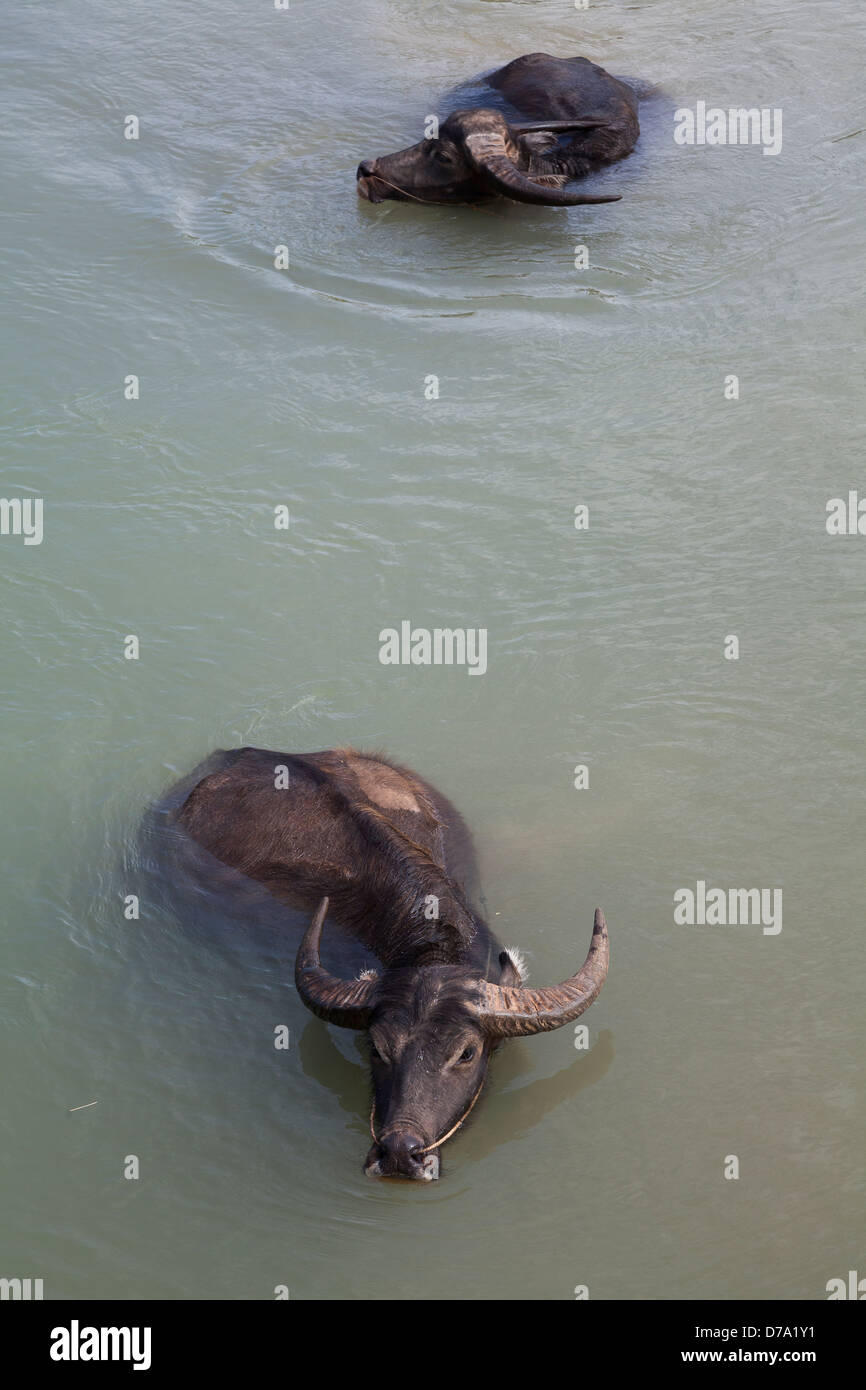 Myanmar, buffalo in the river Stock Photo - Alamy
