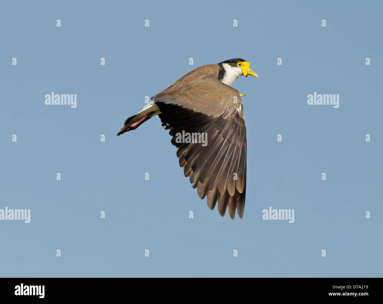 Masked Lapwing in flight - Vanellus miles Stock Photo - Alamy