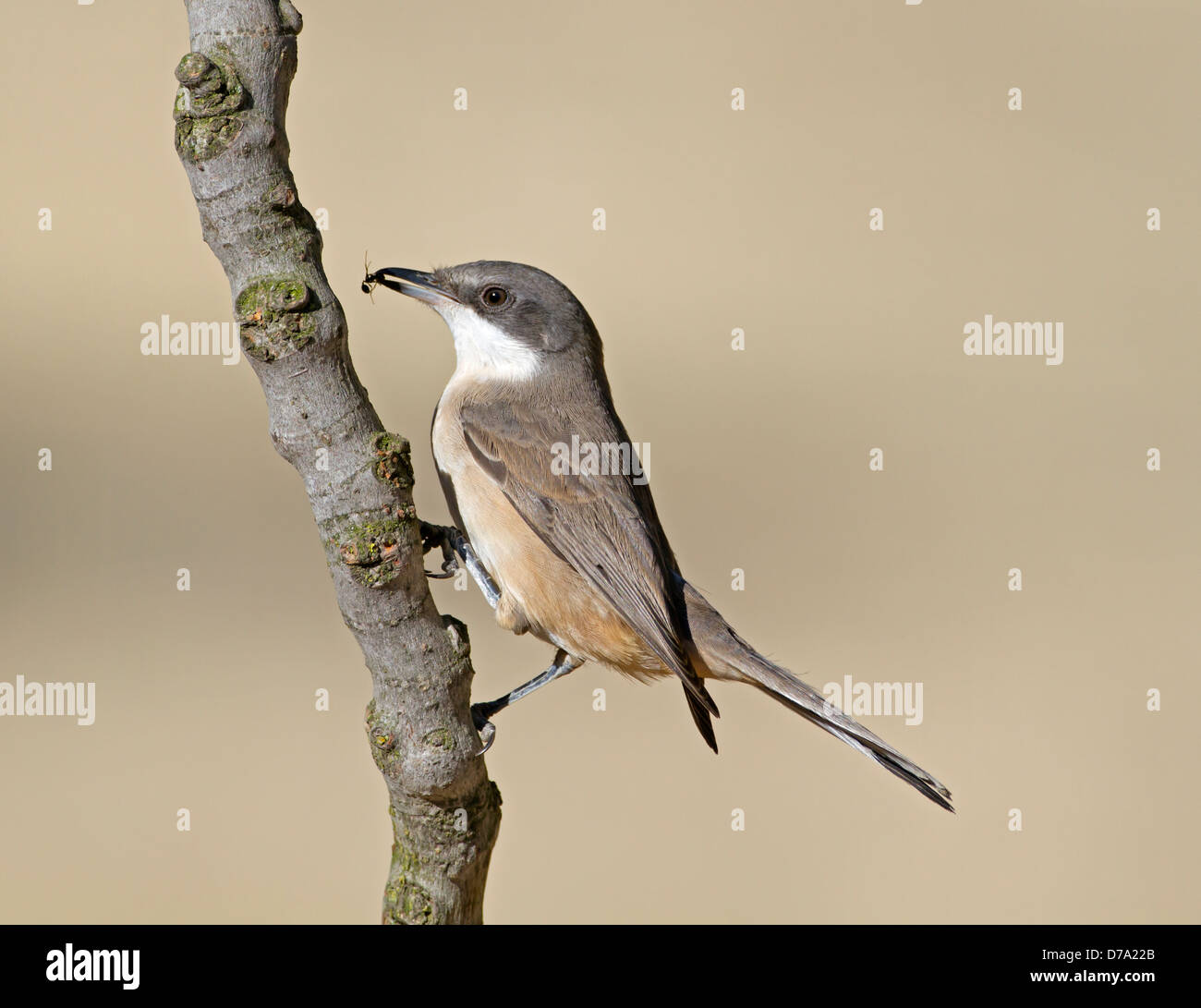 Sylvia hortensis hi-res stock photography and images - Alamy