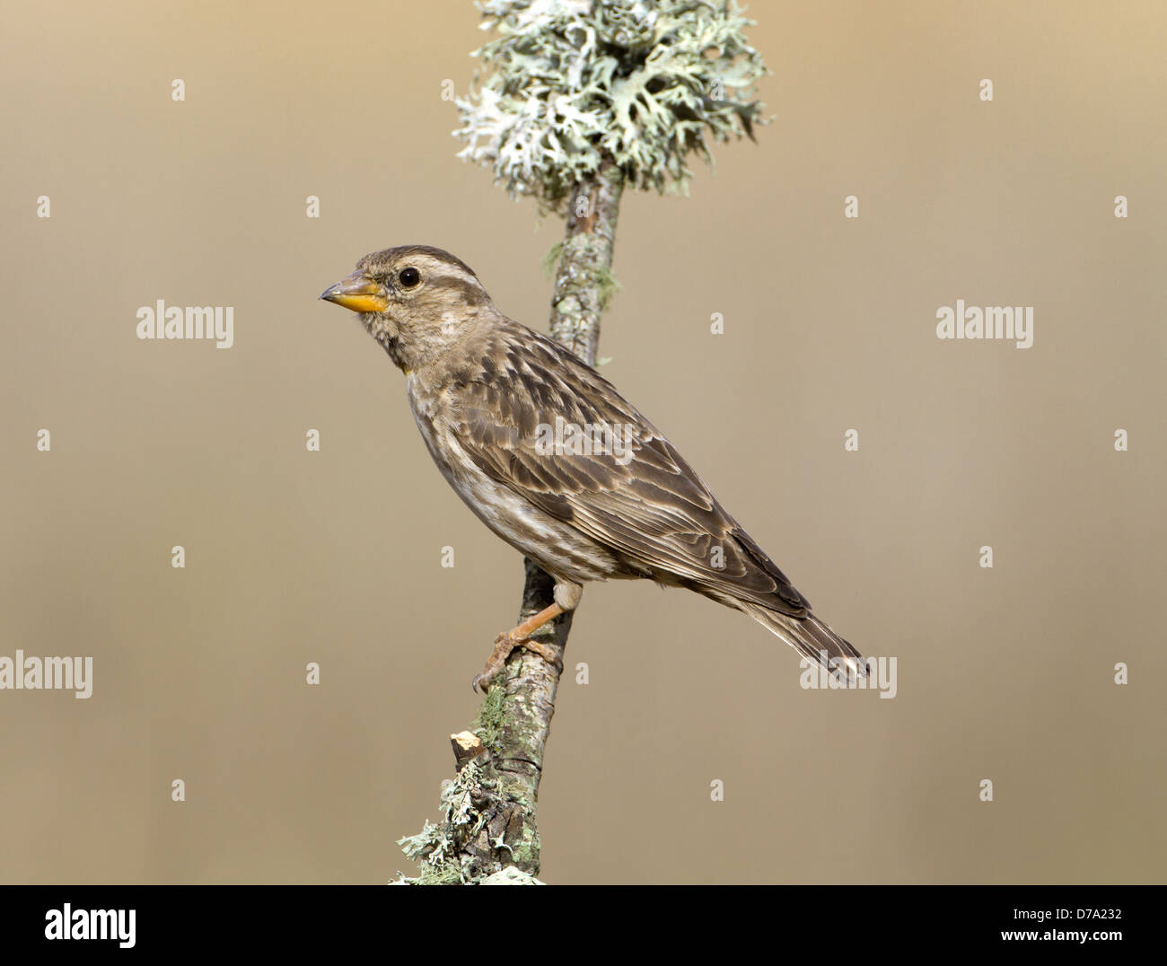 Rock Sparrow - Petronia petronia Stock Photo - Alamy