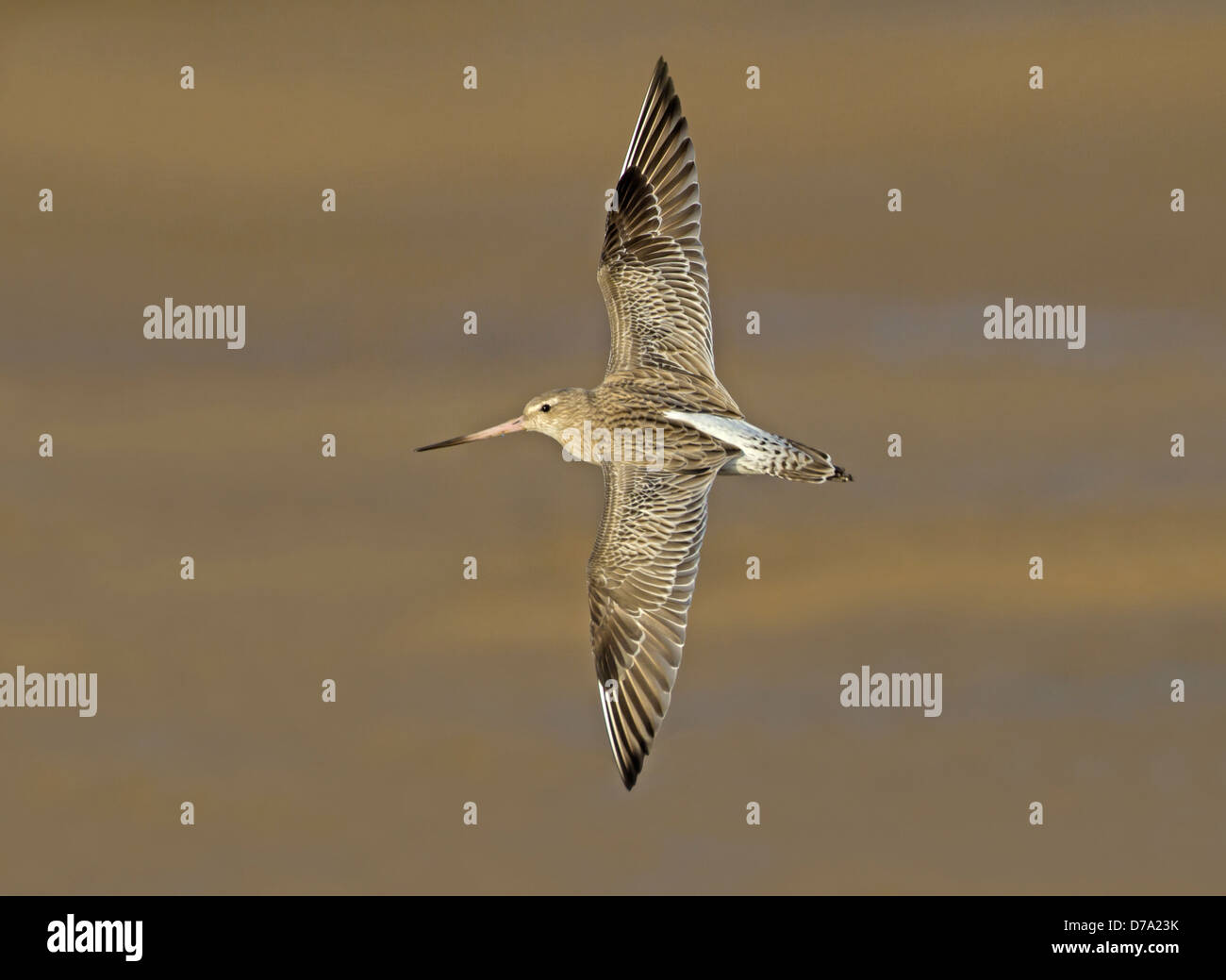 Bar-tailed Godwit Limosa lapponica Stock Photo - Alamy