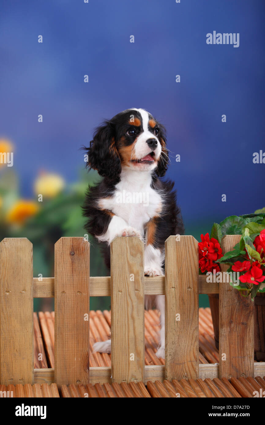 Cavalier King Charles Spaniel, puppy, tricolor, 3 months, male ...