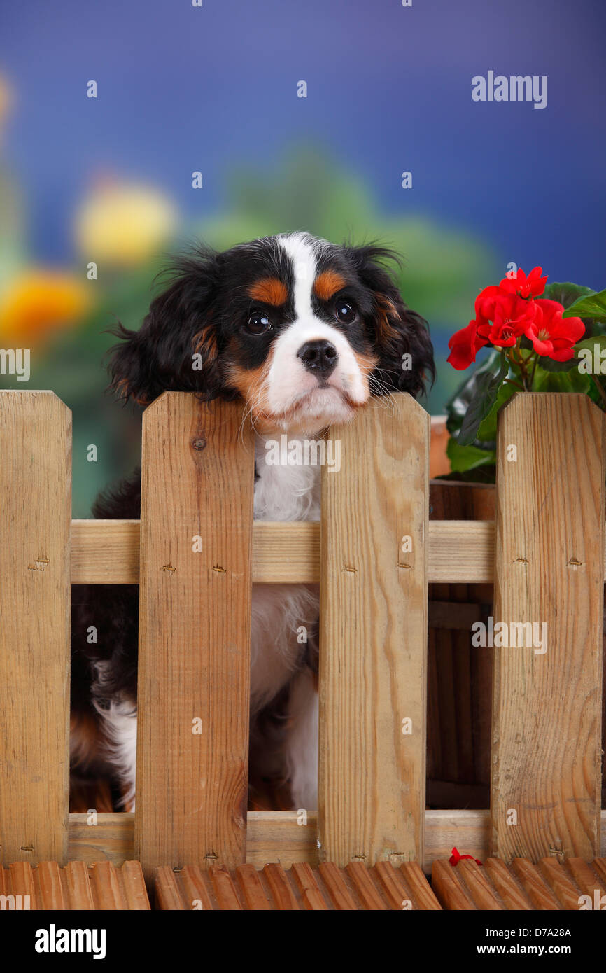 Cavalier King Charles Spaniel, puppy, tricolor, 3 months, male ...