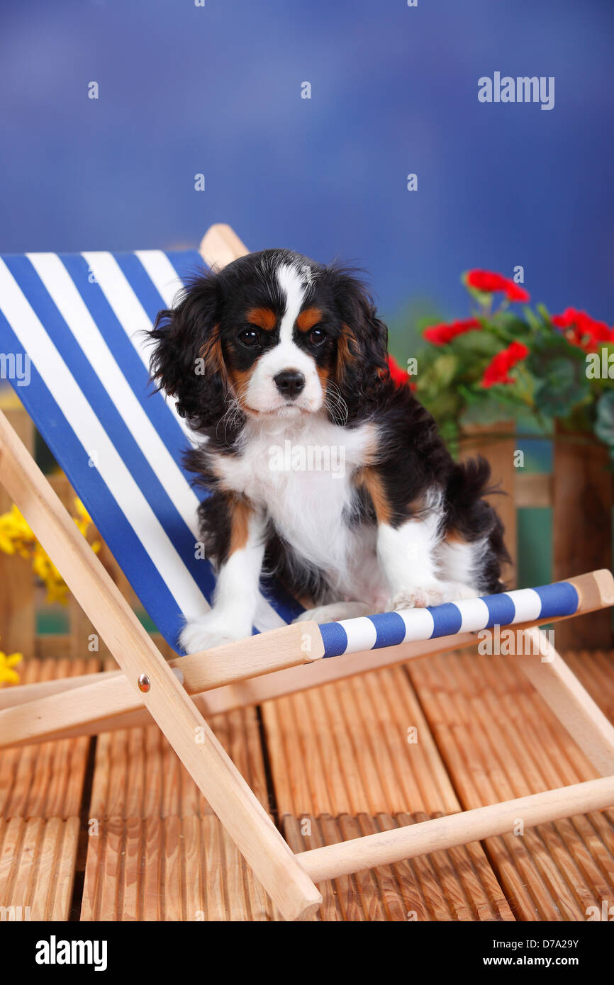 Cavalier King Charles Spaniel, puppy, tricolor, 3 months, male ...