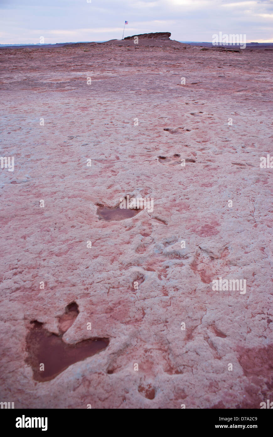 Dinosaur footprints hi-res stock photography and images - Alamy