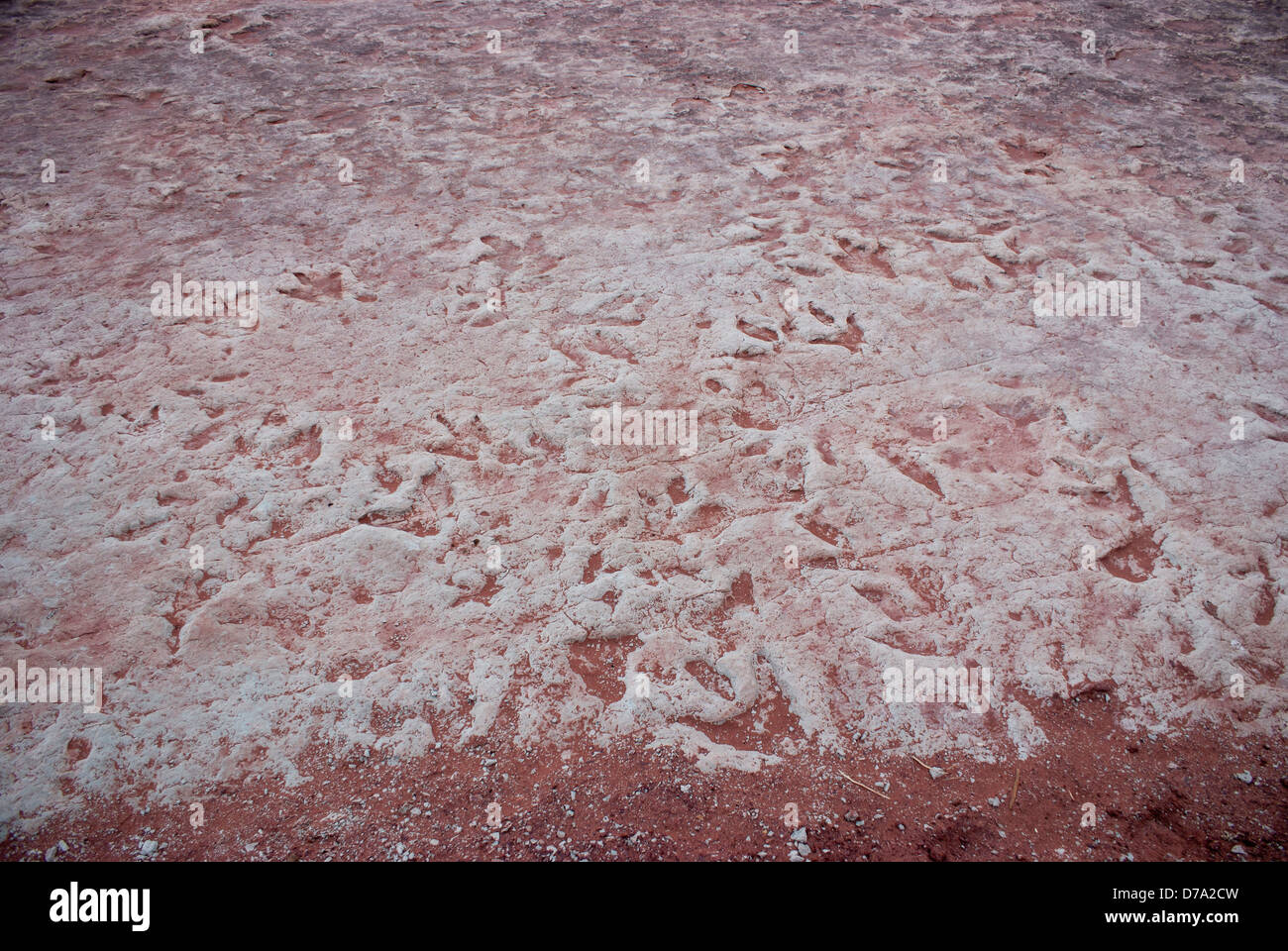 Dinosaur footprints hi-res stock photography and images - Alamy