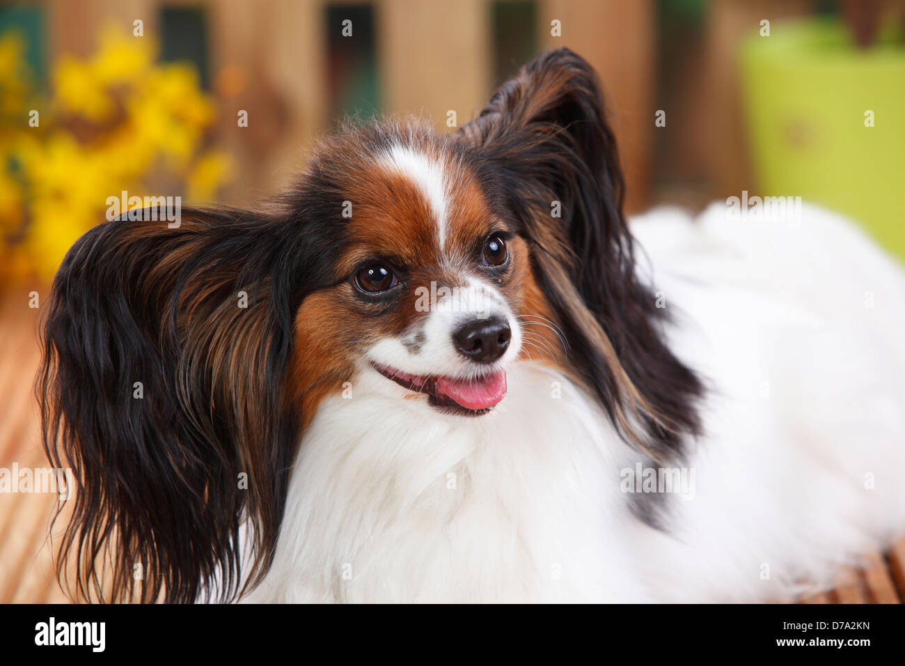 Papillon / Continental Toy Spaniel, Butterfly Dog Stock Photo - Alamy
