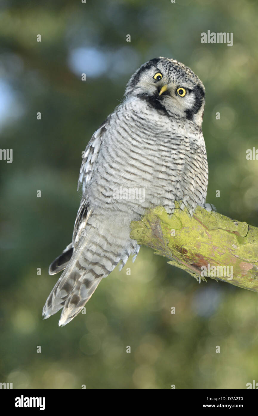 Birds of prey of the world hi-res stock photography and images - Alamy