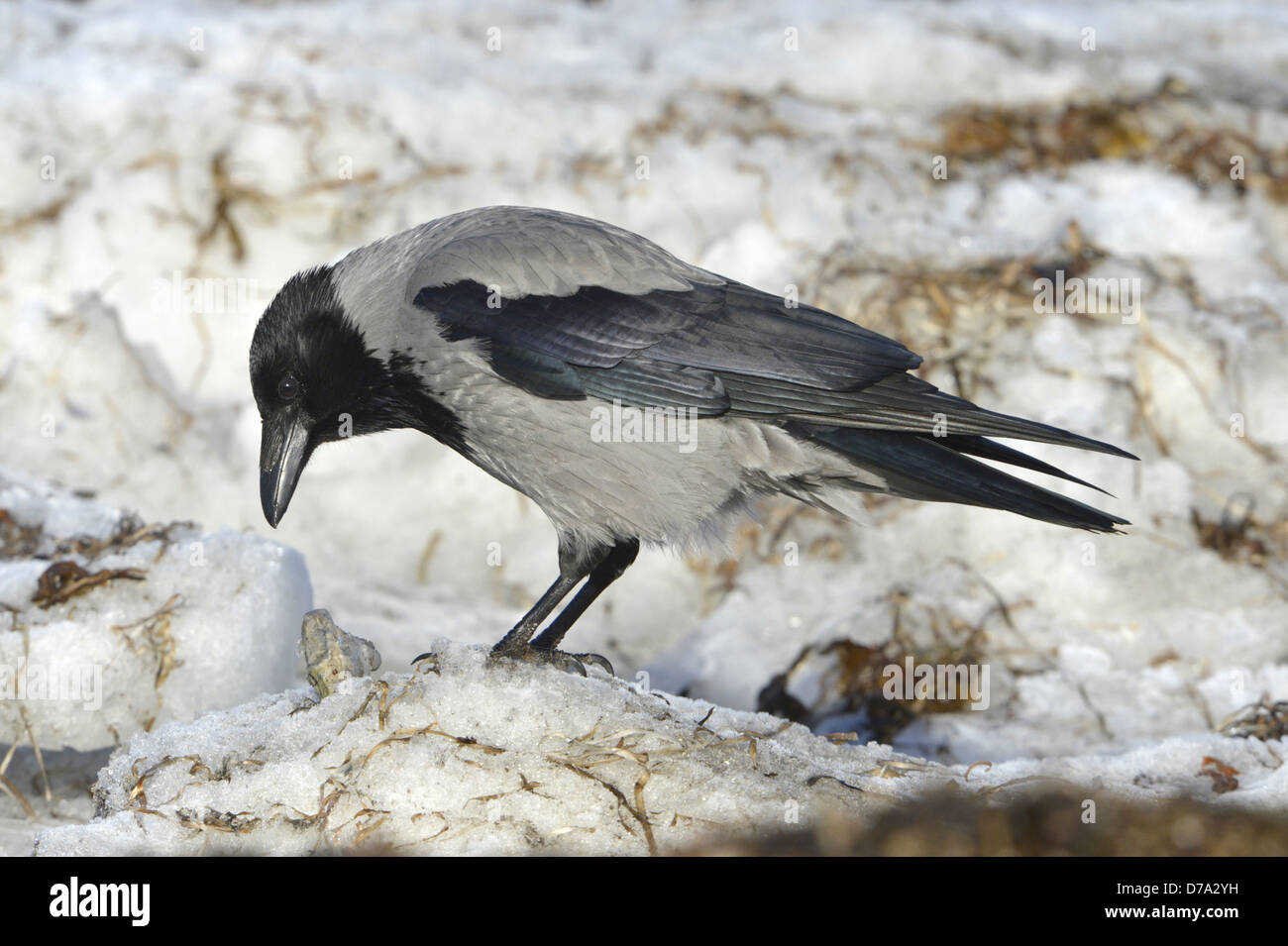 Hooded Crow Corvus cornix Stock Photo - Alamy