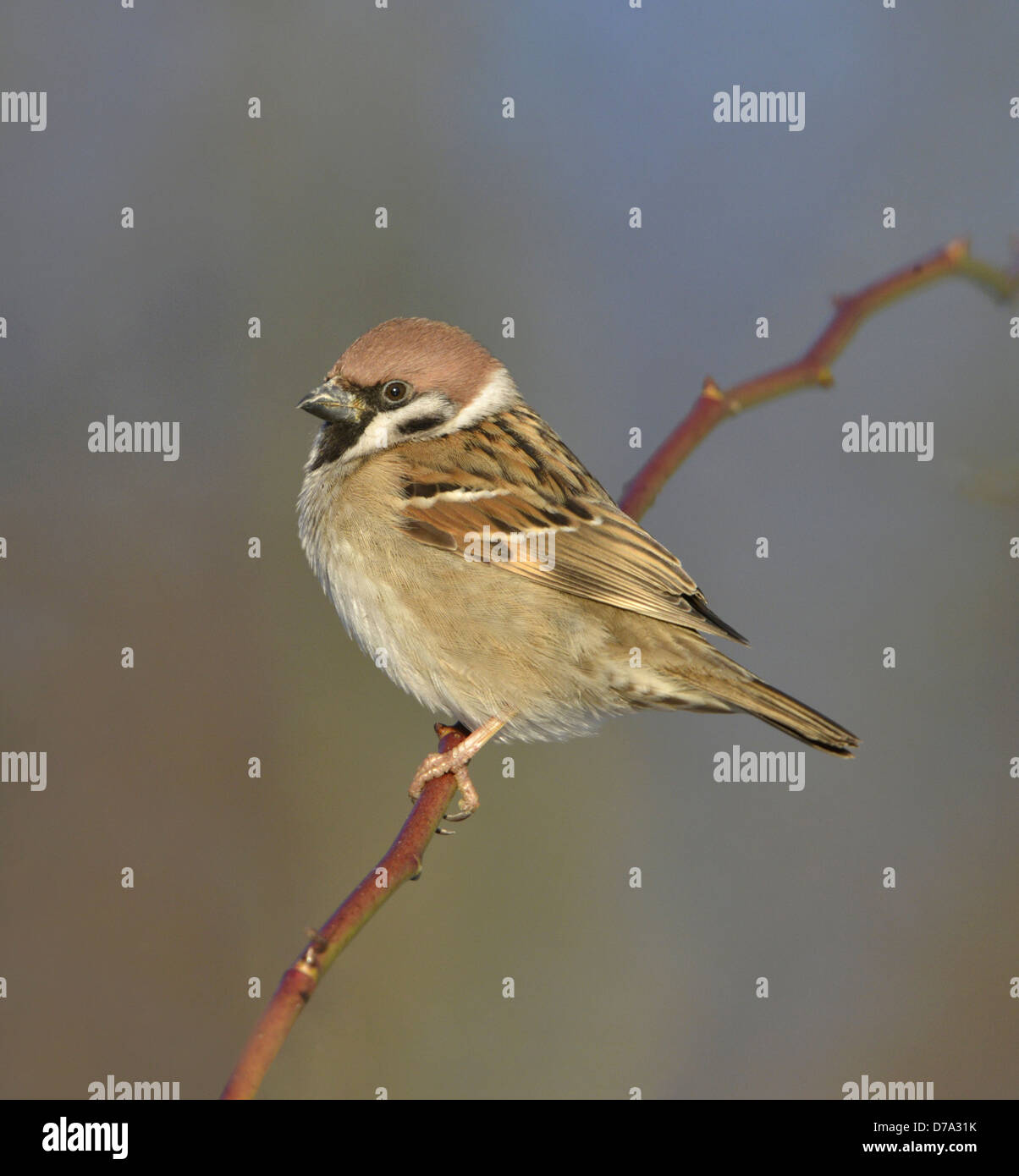 Tree Sparrow Passer montanus Stock Photo - Alamy