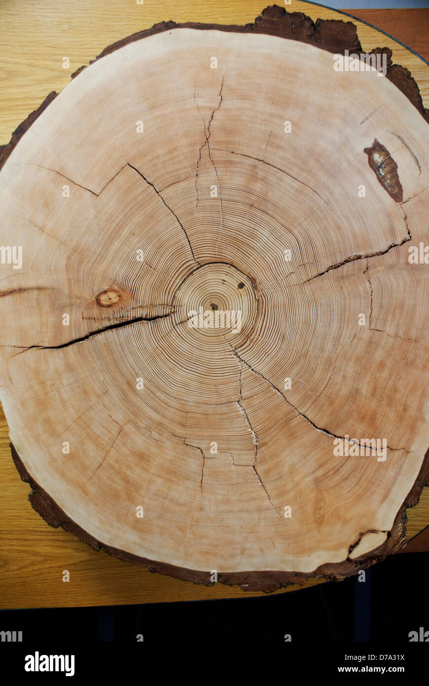 USA Arizona Tucson Biosphere 2 Tree cross-section showing rings Stock ...
