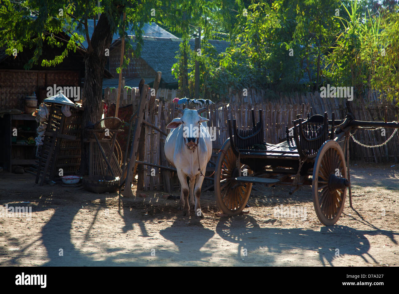 Myanmar cow hi-res stock photography and images - Alamy