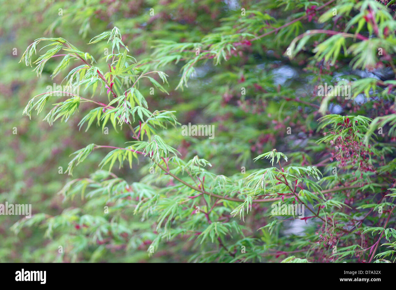 Japanese maple spring hi-res stock photography and images - Alamy