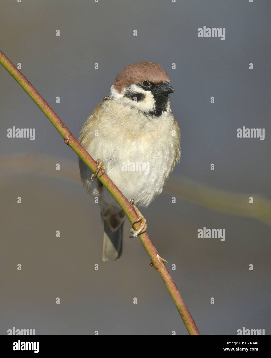 Tree Sparrow Passer montanus Stock Photo - Alamy