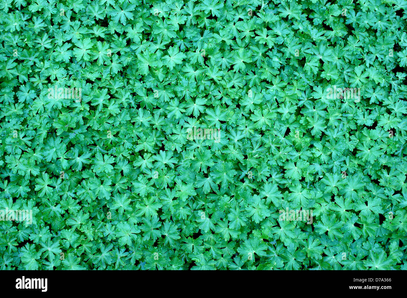 Fresh green geranium leaves Stock Photo - Alamy