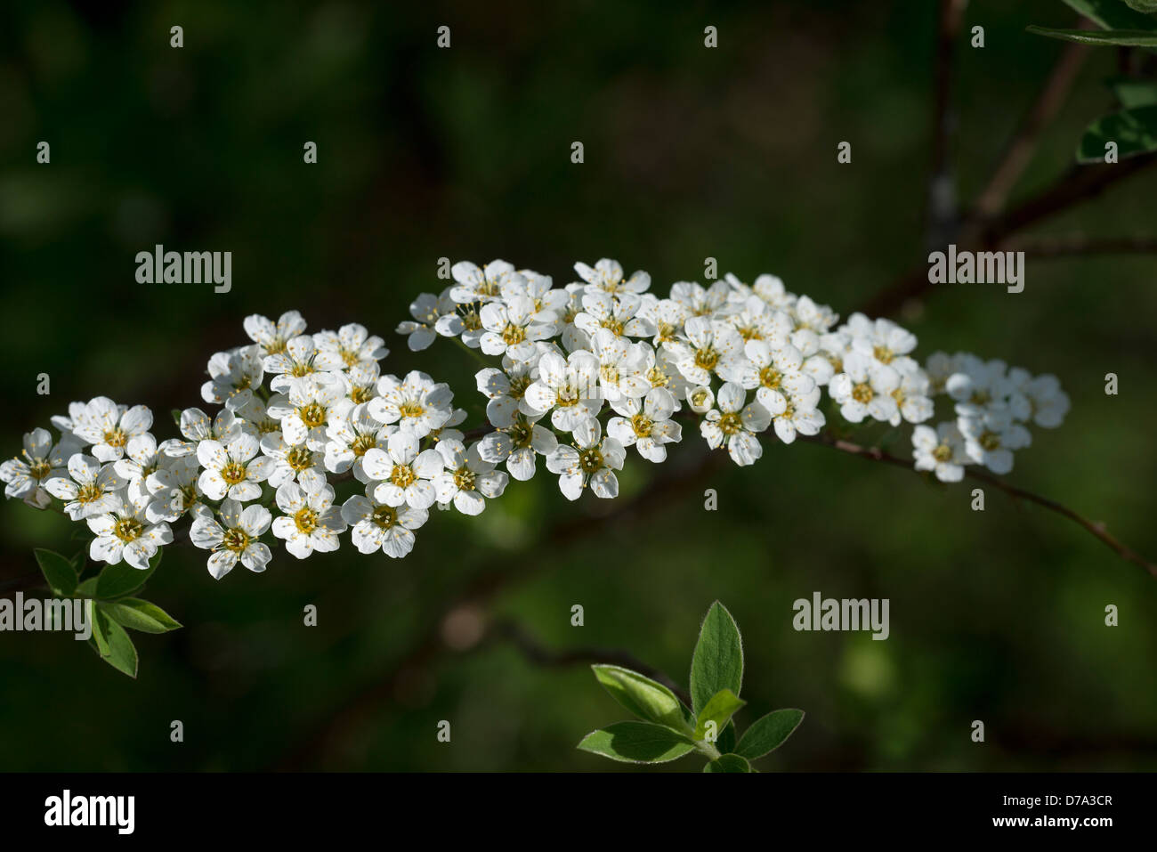 Spiraea Arguta Stock Photos & Spiraea Arguta Stock Images - Alamy