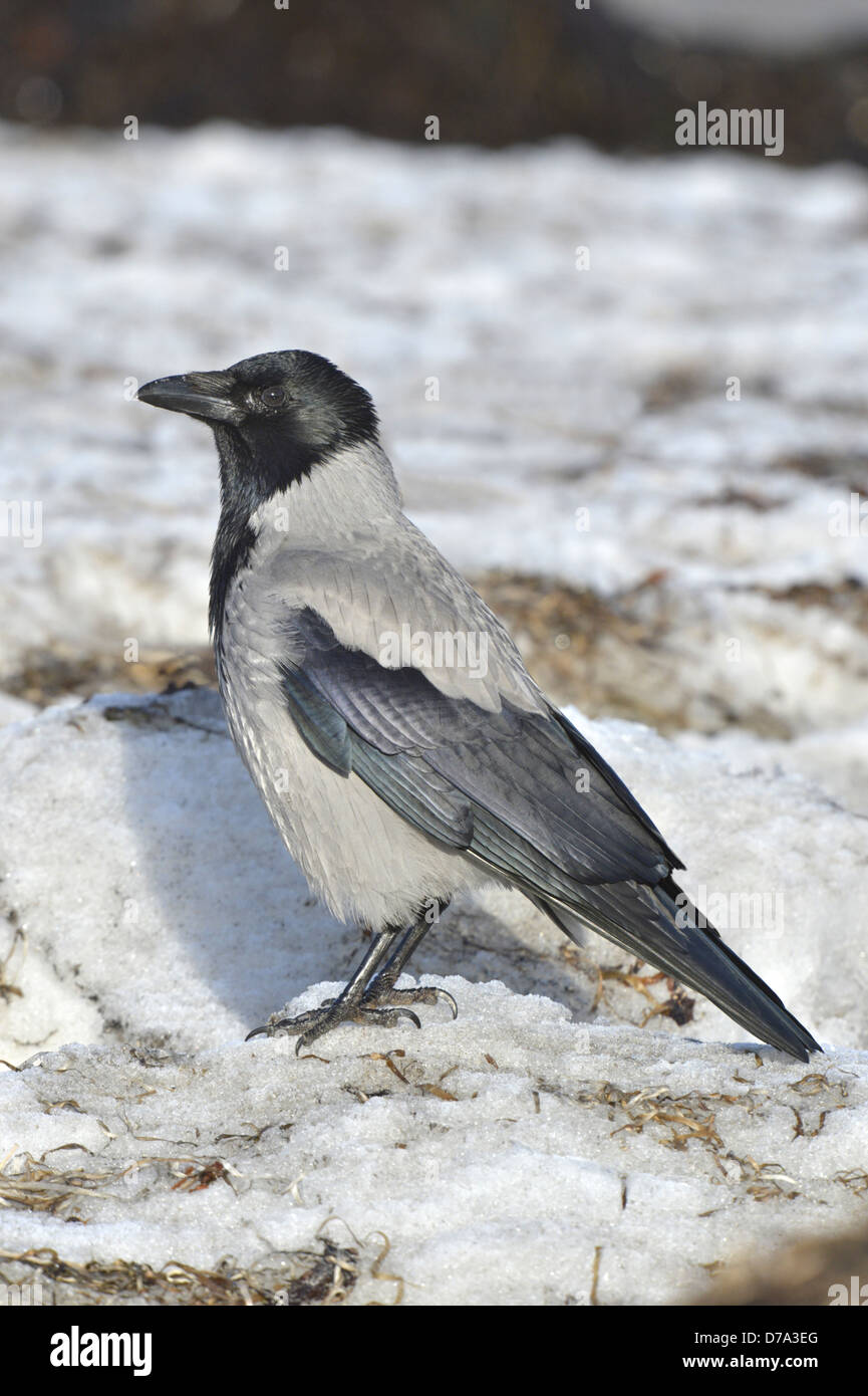 Hooded Crow Corvus cornix Stock Photo - Alamy