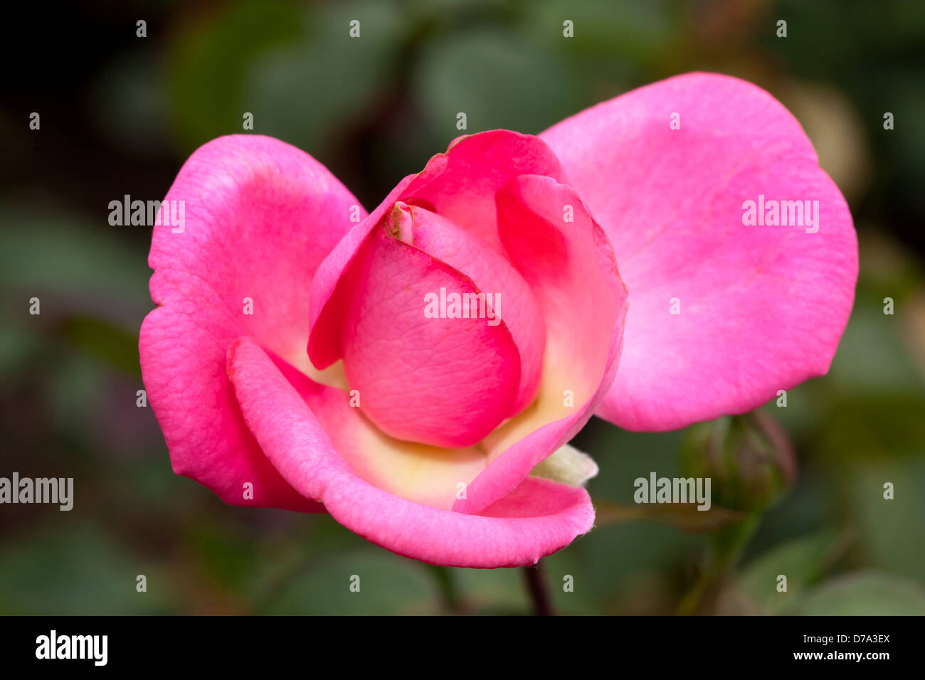Eliza rose hi-res stock photography and images - Alamy