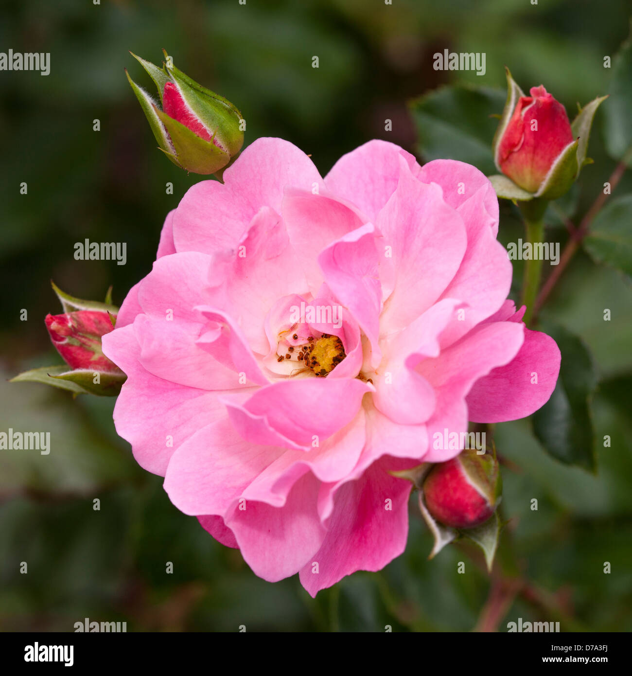 Beet rose hi-res stock photography and images - Alamy