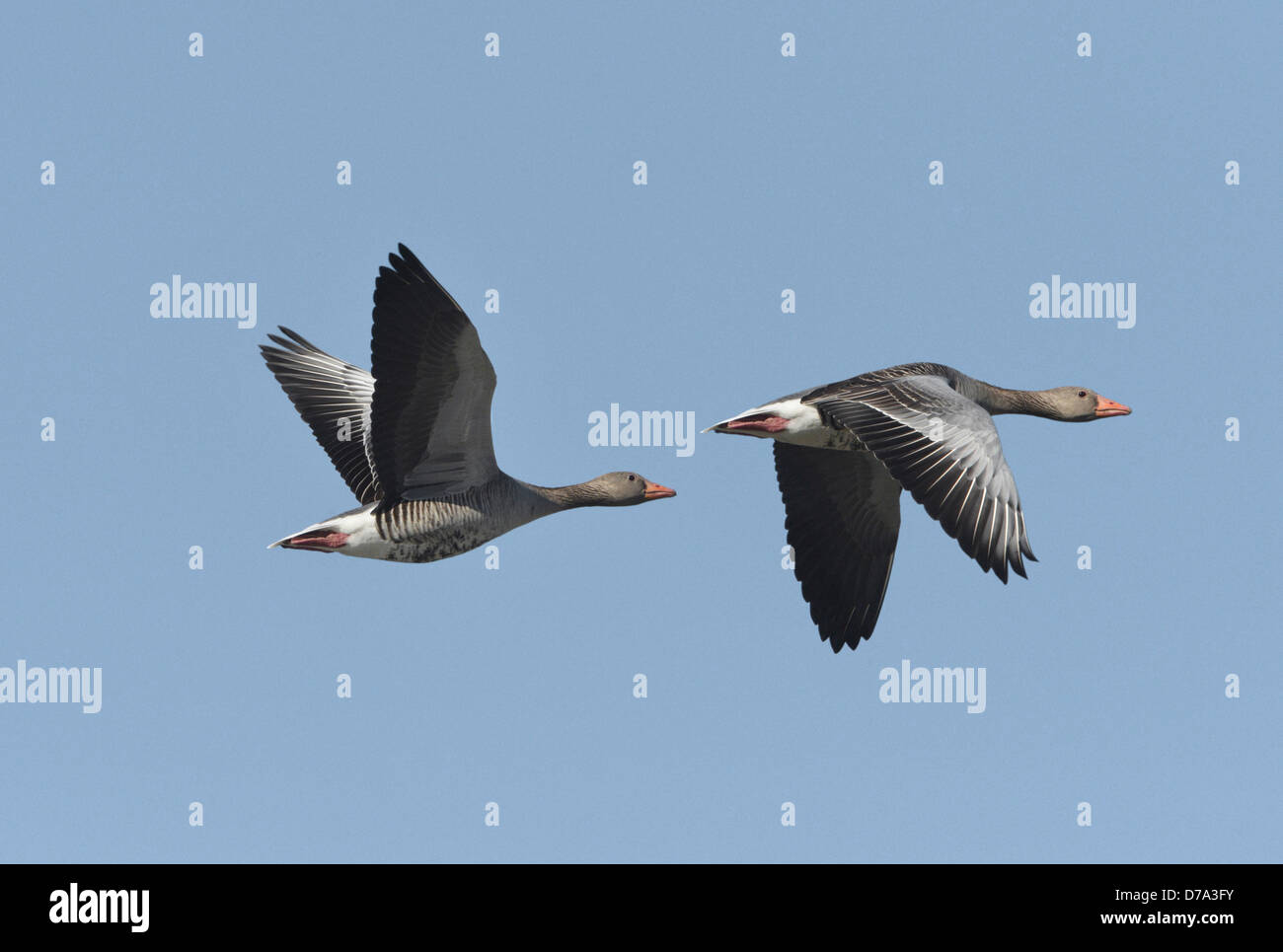 Greylag Goose Anser anser Stock Photo - Alamy