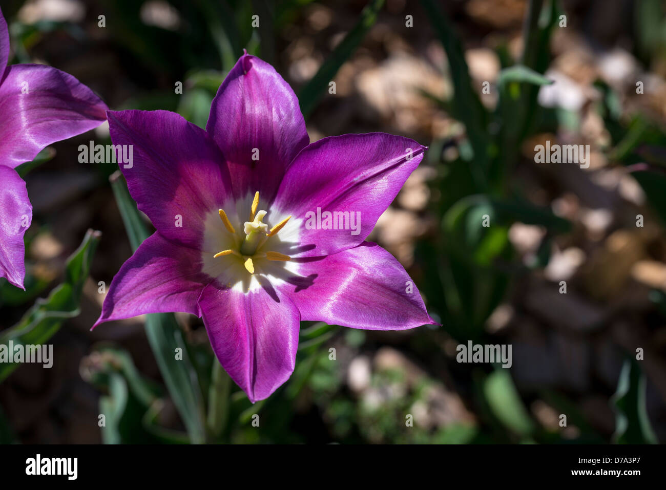 Fuchsia tulip hi-res stock photography and images - Alamy