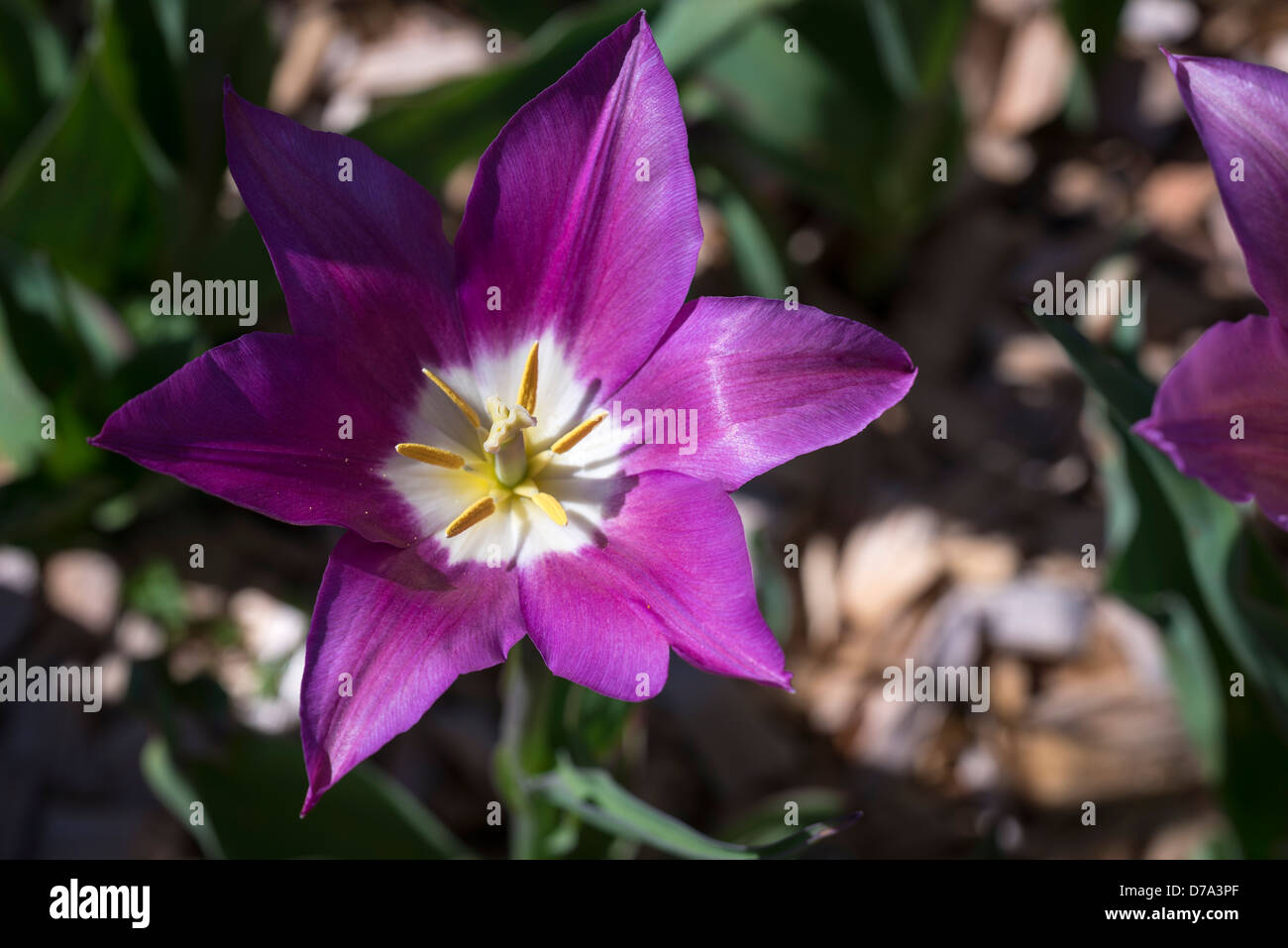 Fuchsia tulip hi-res stock photography and images - Alamy