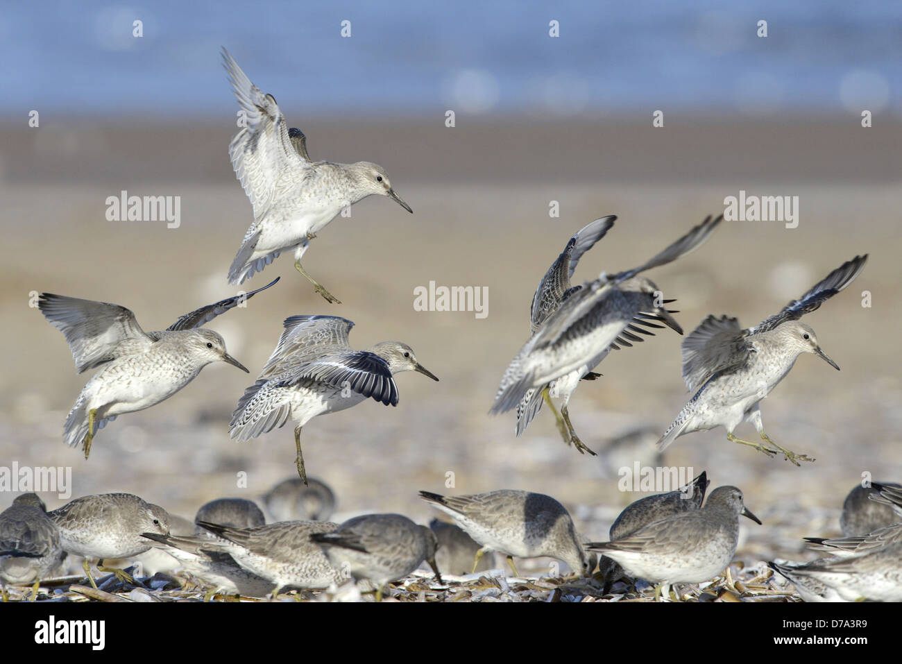 Knot birds hi-res stock photography and images - Alamy