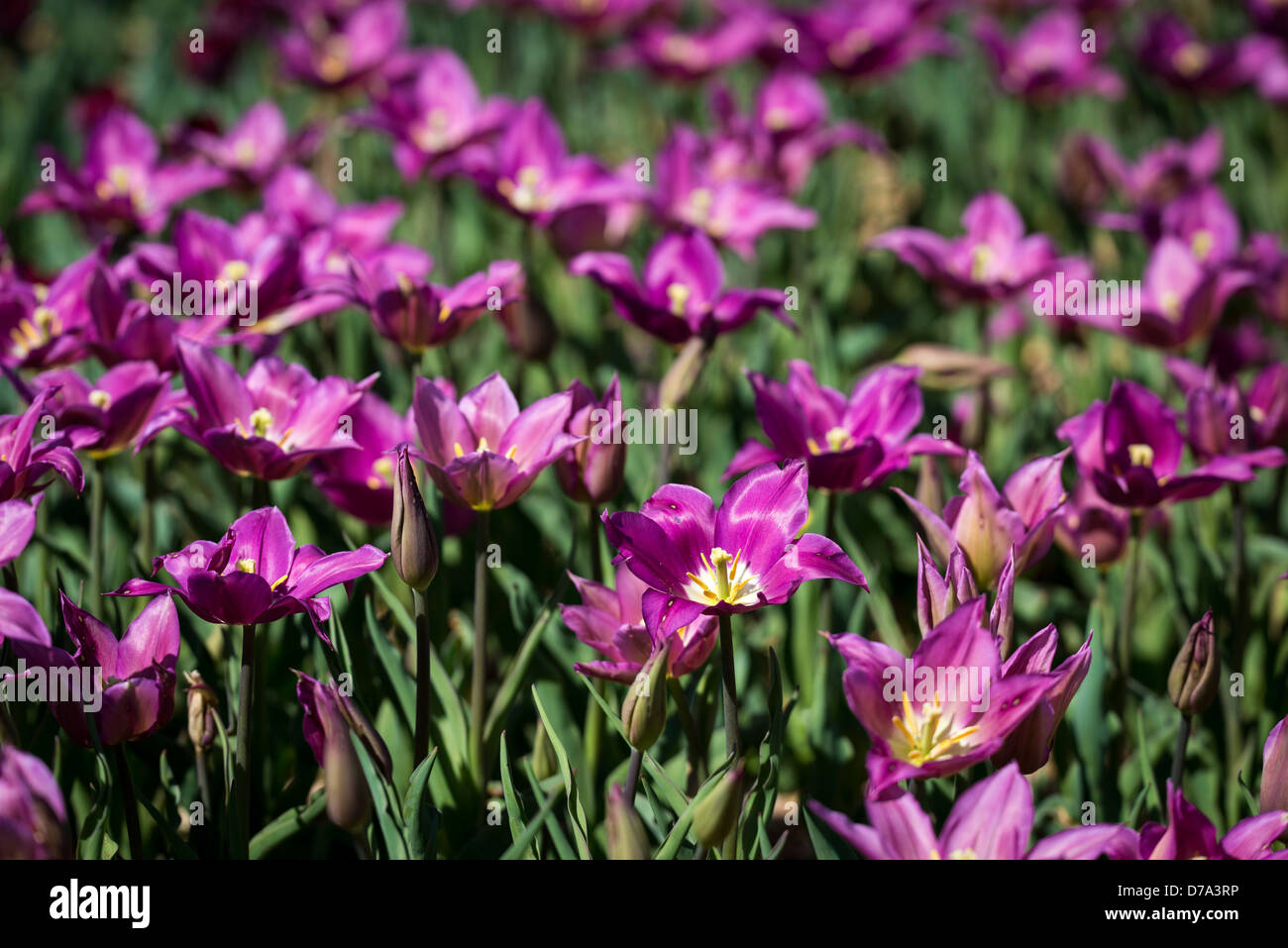 Fuchsia tulips hi-res stock photography and images - Alamy