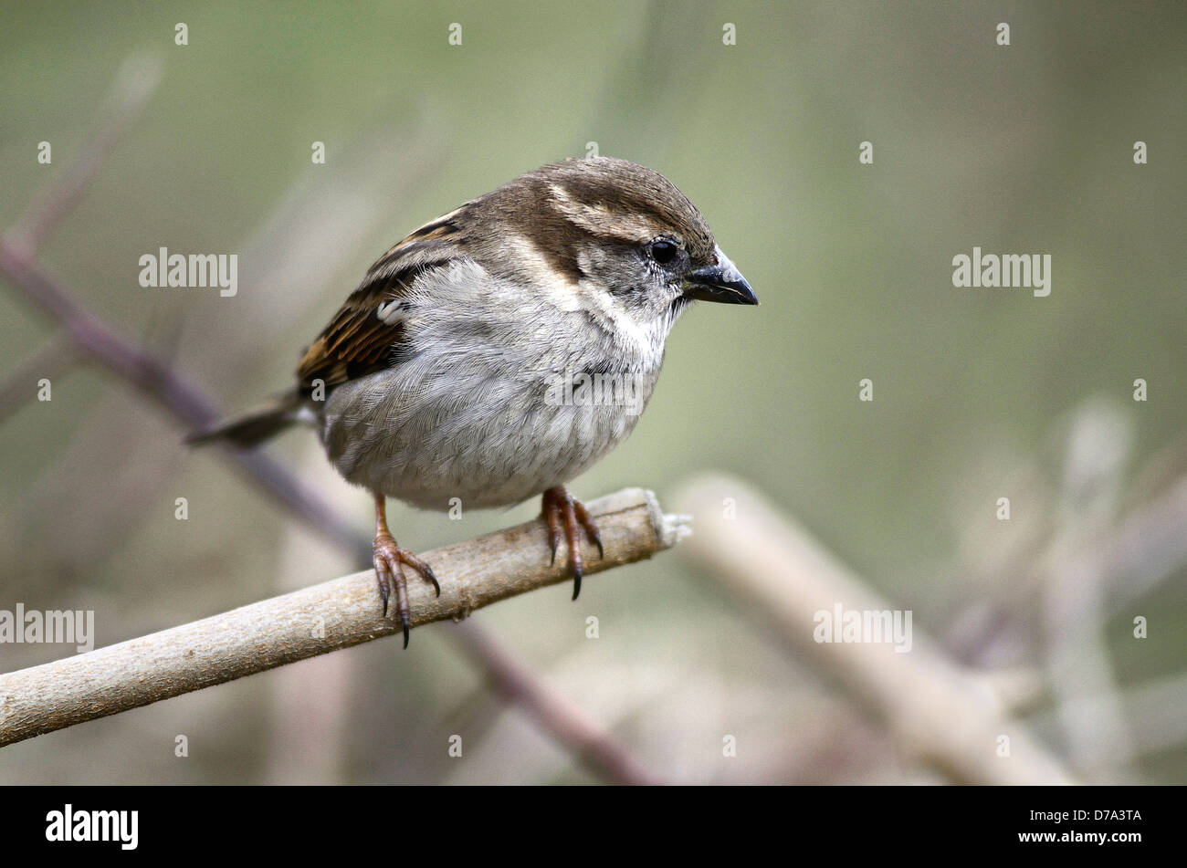A house sparrow Stock Photo - Alamy