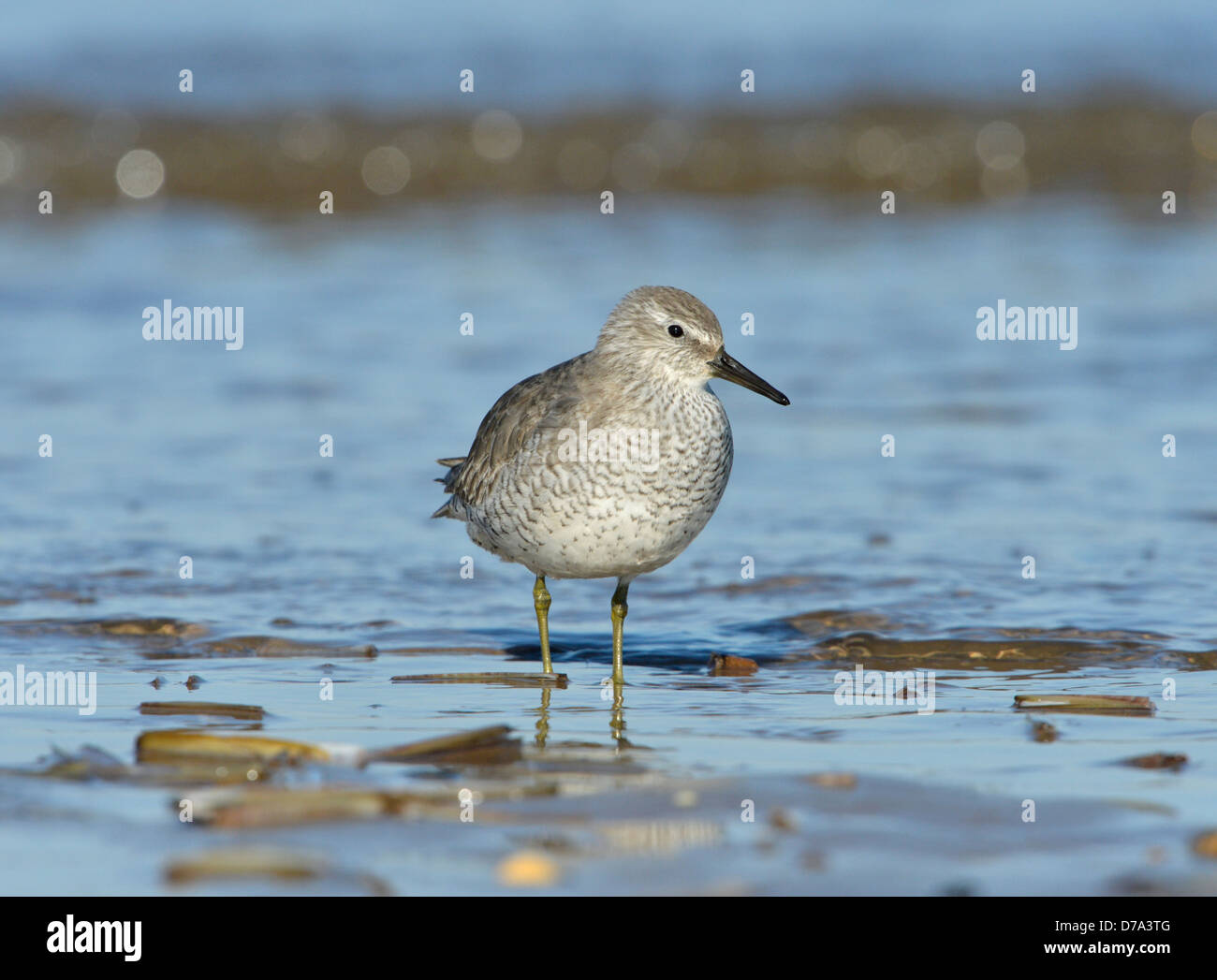 Knot Calidris canutus Stock Photo - Alamy