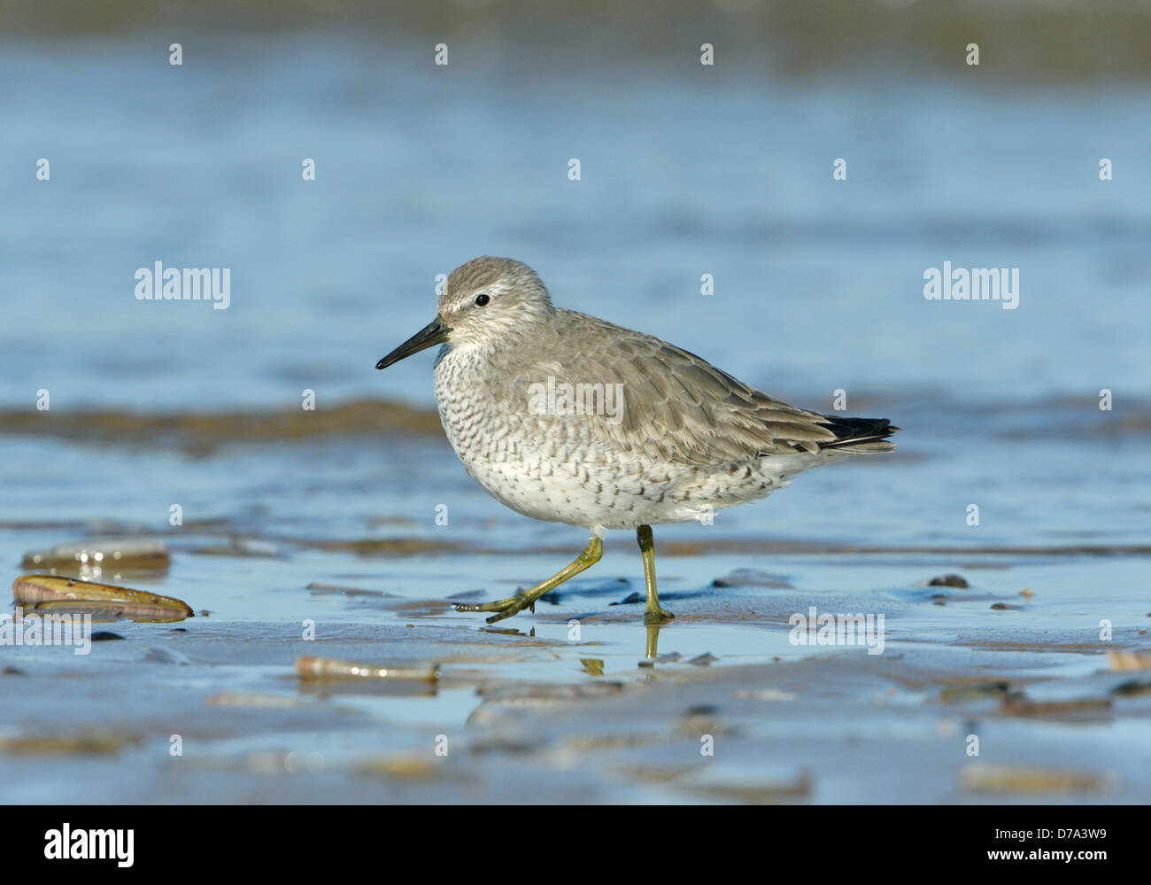 Knot Calidris canutus Stock Photo - Alamy