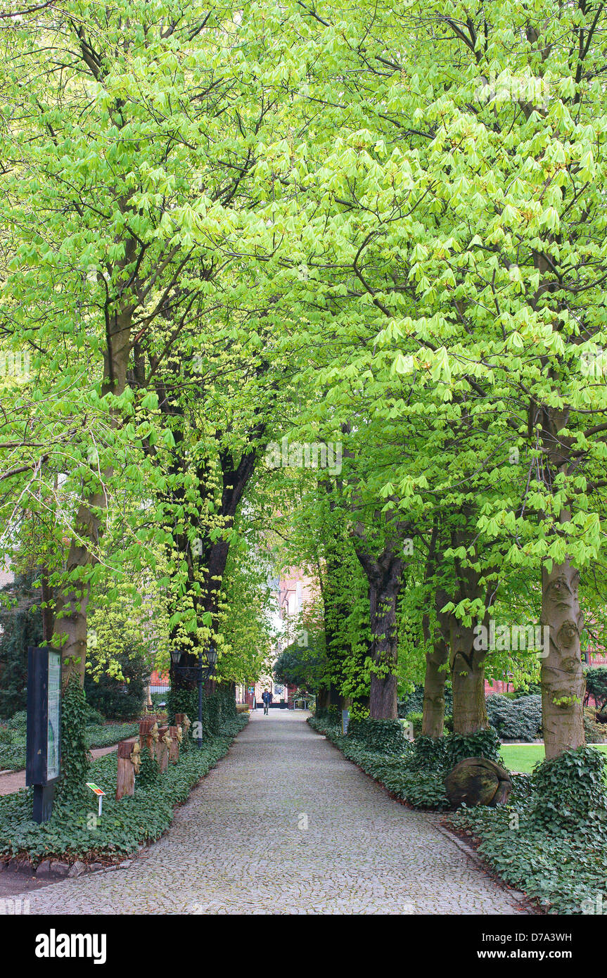 Wroclaw Botanical Garden in the spring Stock Photo - Alamy