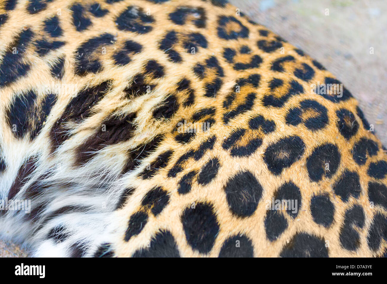 leopard fur as background Stock Photo - Alamy