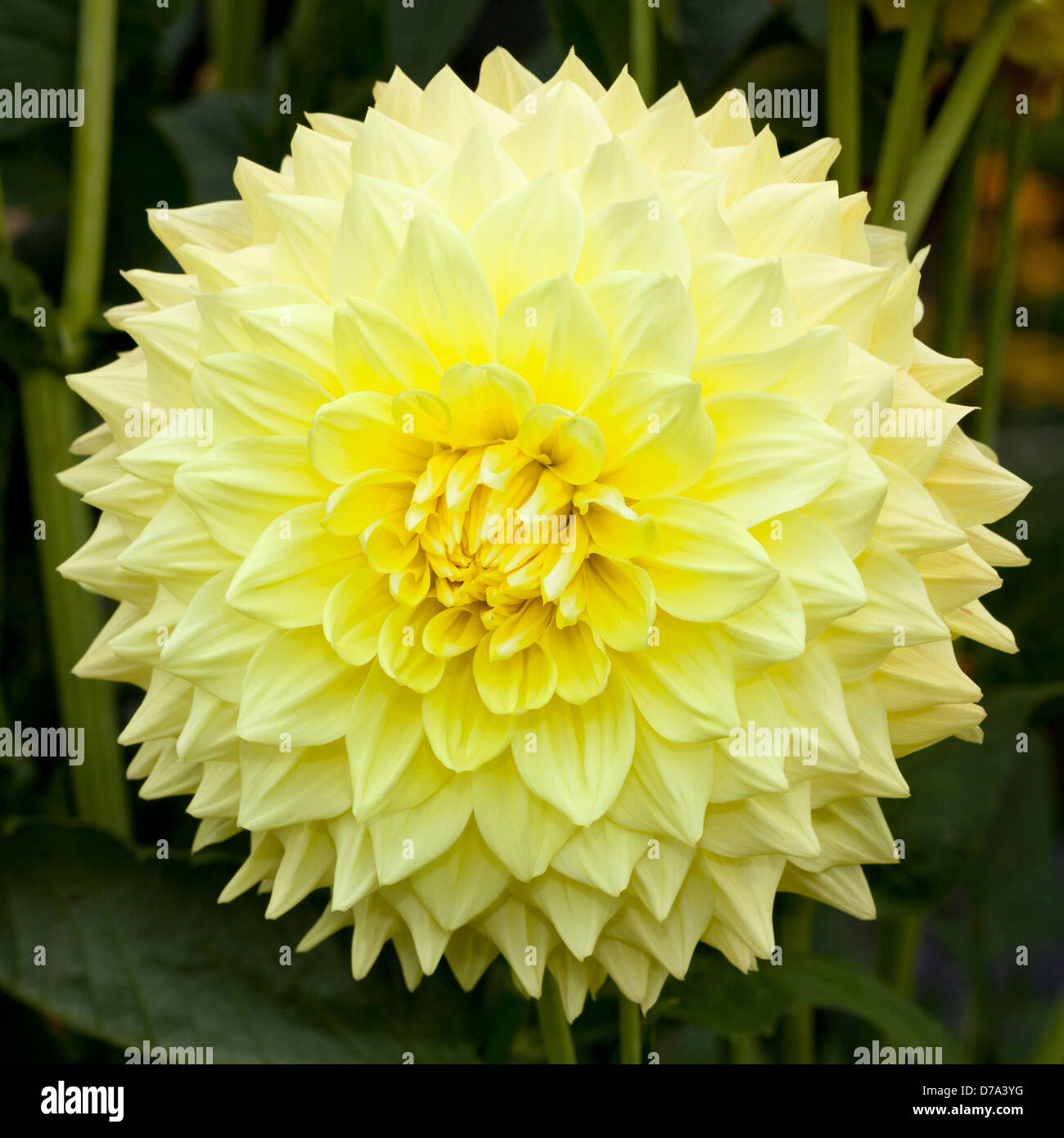 Dahlie, Pompon-Dahlie, Dahlia hybrida, Asteraceae Stock Photo - Alamy