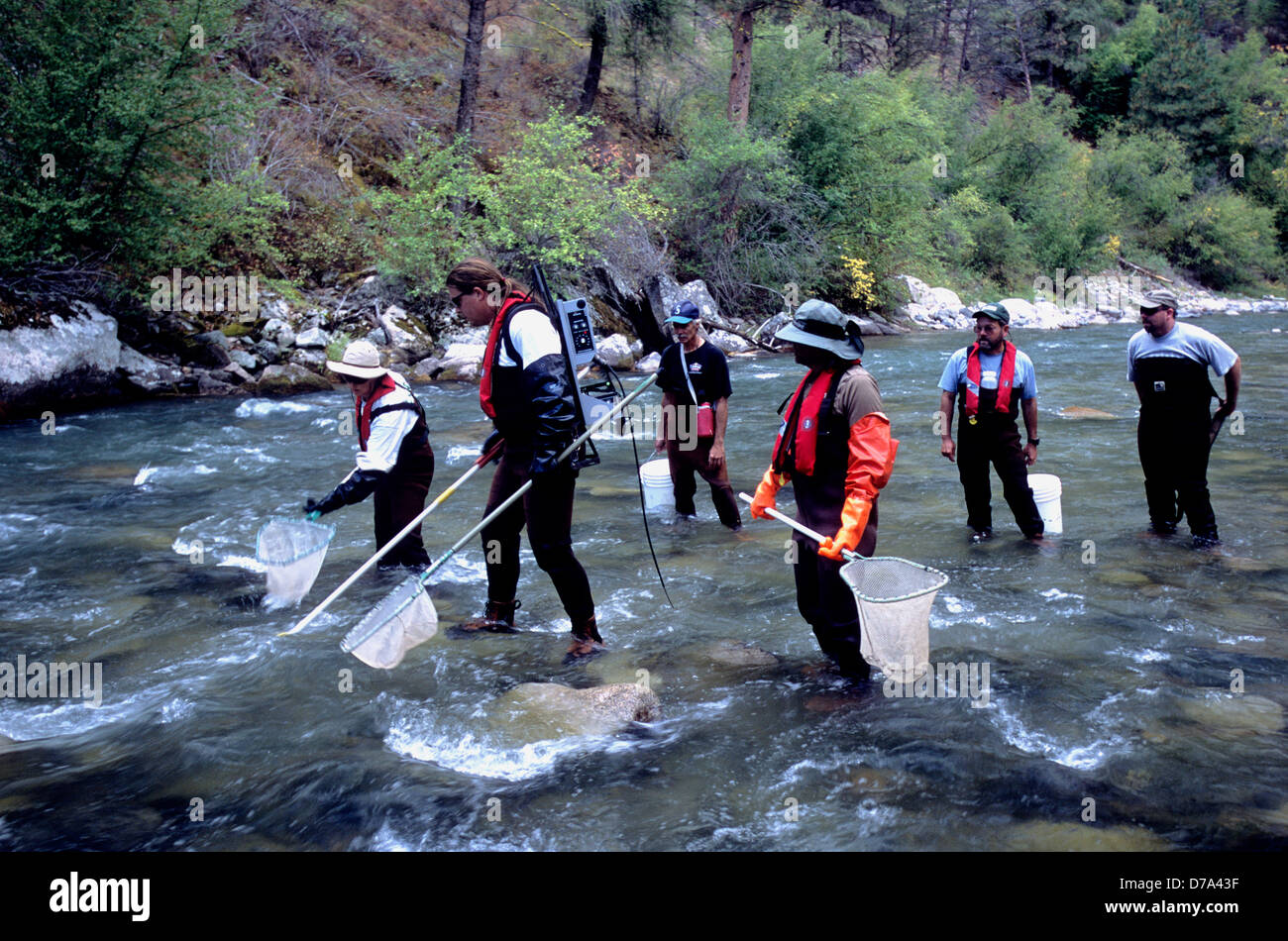 Federal and state biologists sampling fish populations using ...