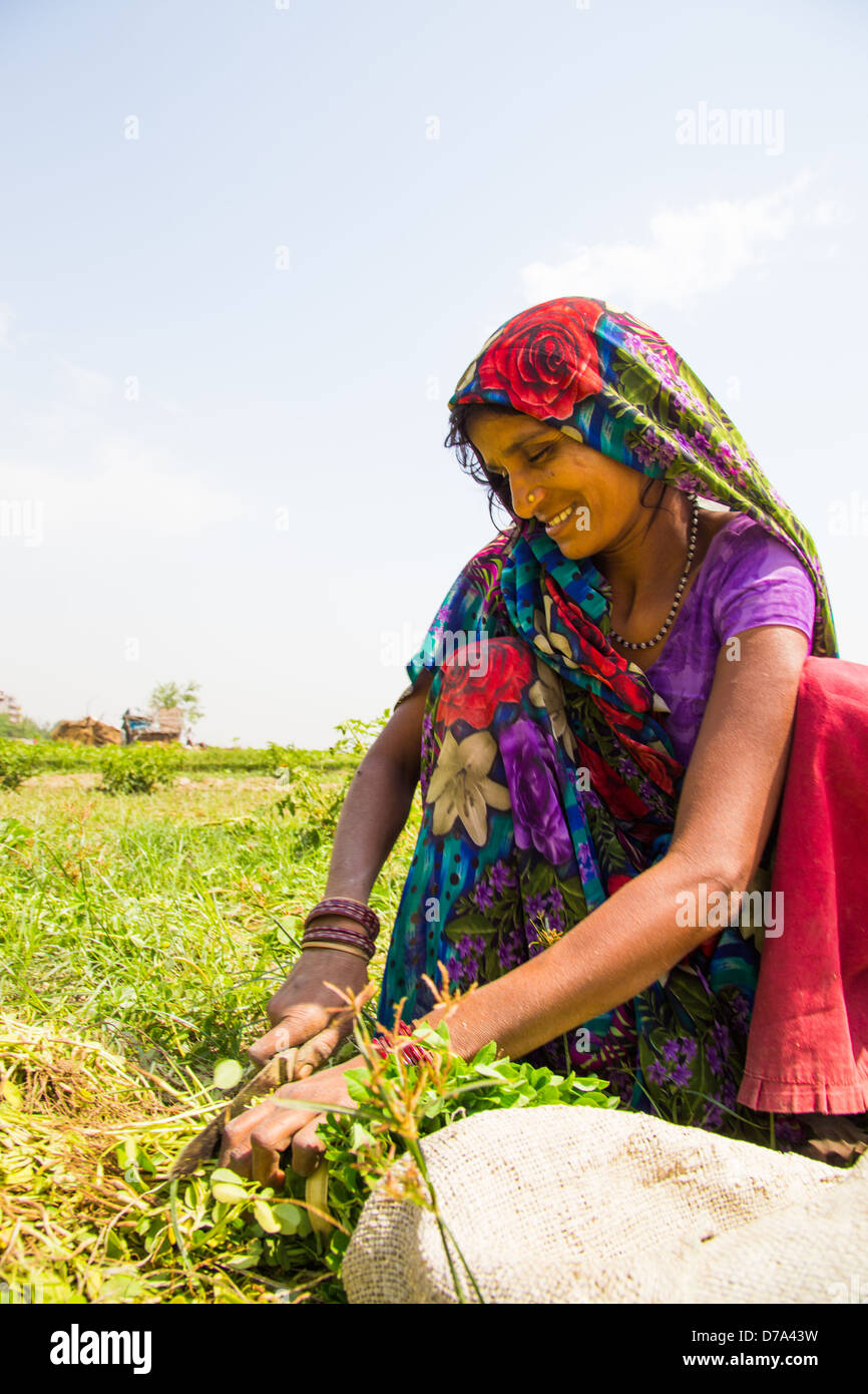 Indian woman farmer hi-res stock photography and images - Alamy