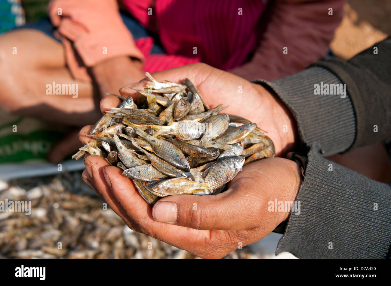 Hands cup a pile of small dried fish at Inthein market Inle lake ...