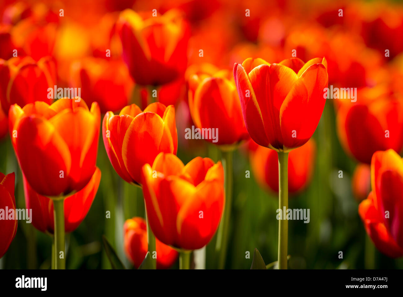 Tulips cultivated Stock Photo - Alamy