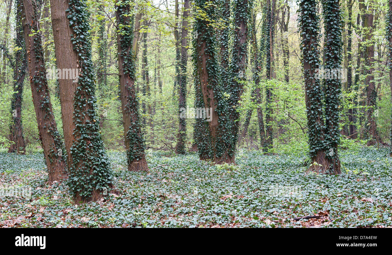 Spring forest ivy on the trees fresh green leaves Stock Photo - Alamy