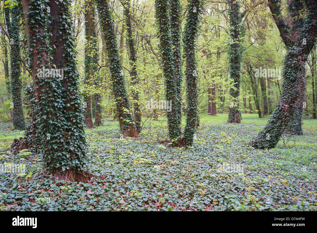 Spring forest ivy on the trees fresh green leaves Stock Photo - Alamy