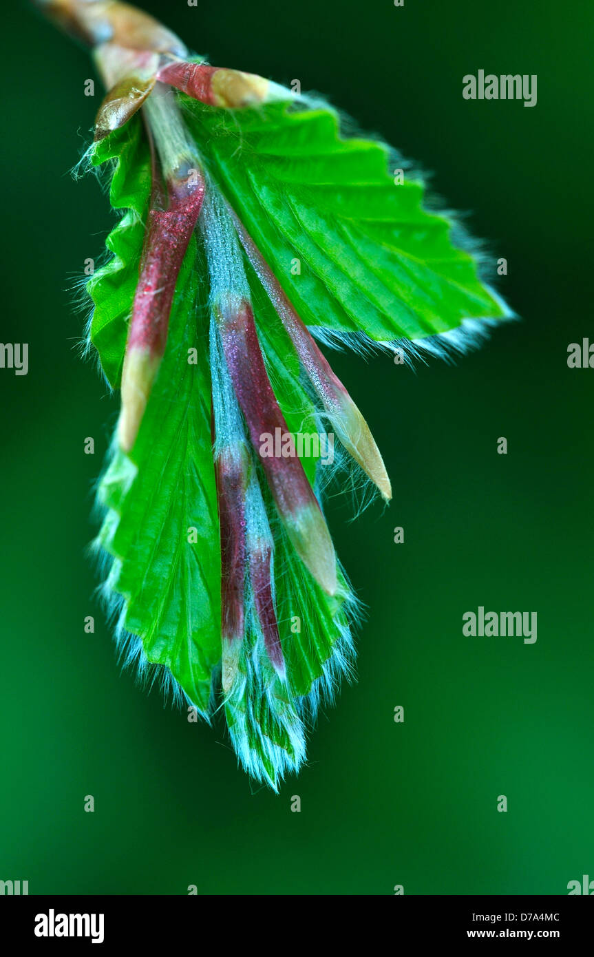 A fresh beech leaf in Spring Stock Photo - Alamy