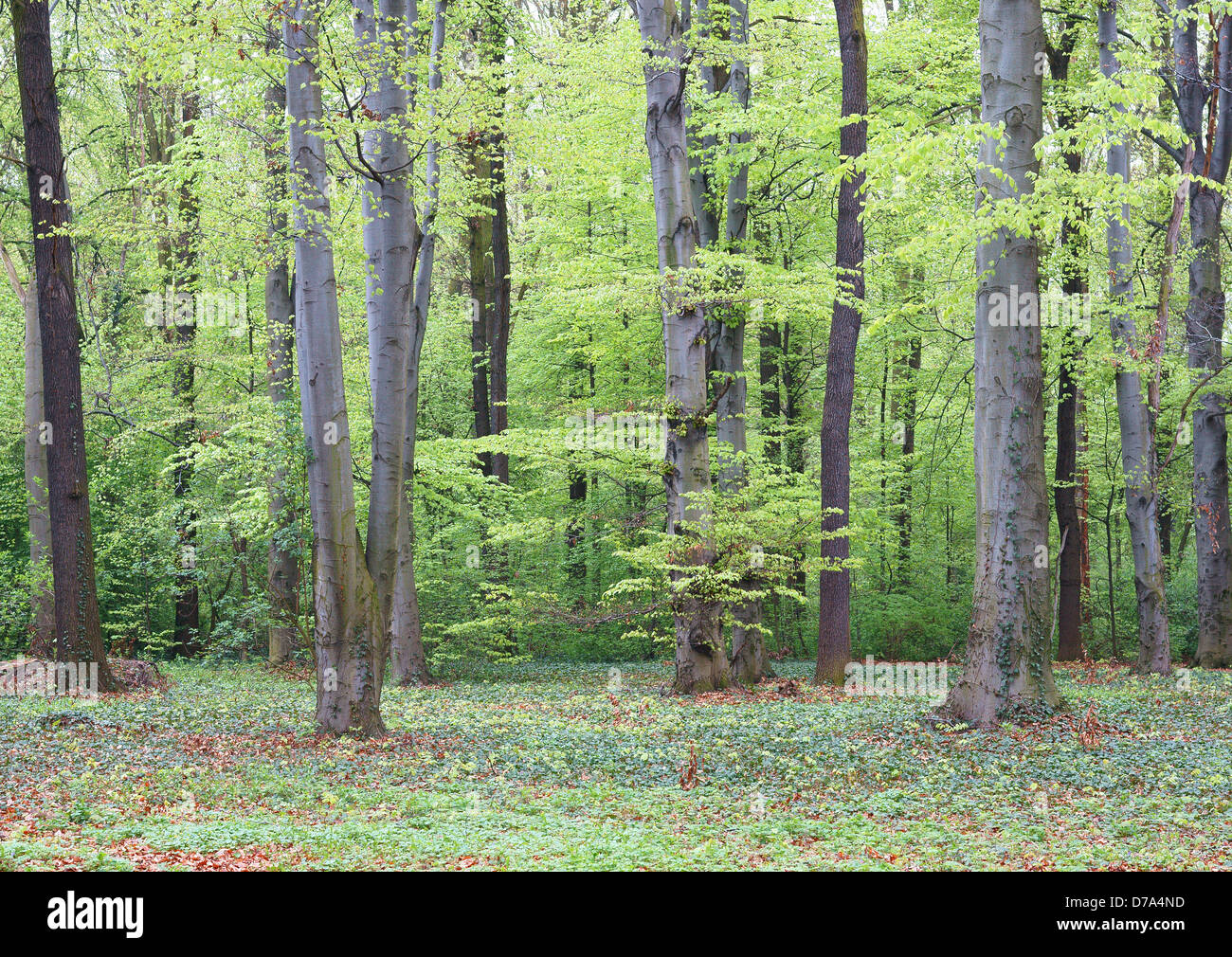 Spring forest fresh green leaves Stock Photo - Alamy