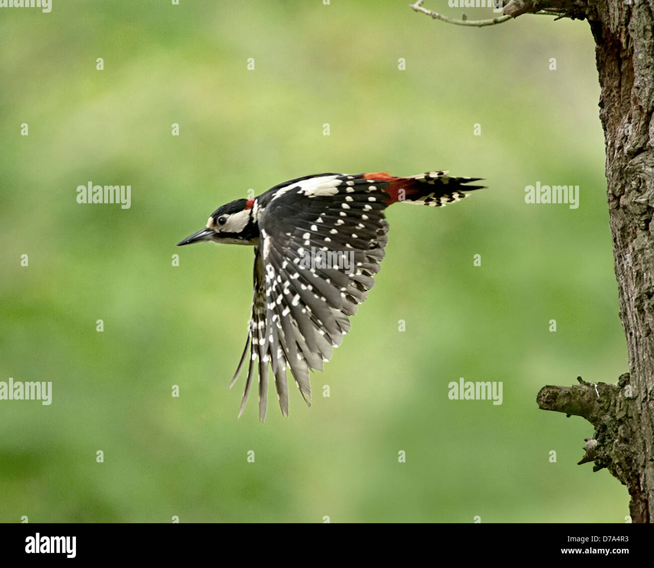 Flying great spotted woodpecker hi-res stock photography and images - Alamy
