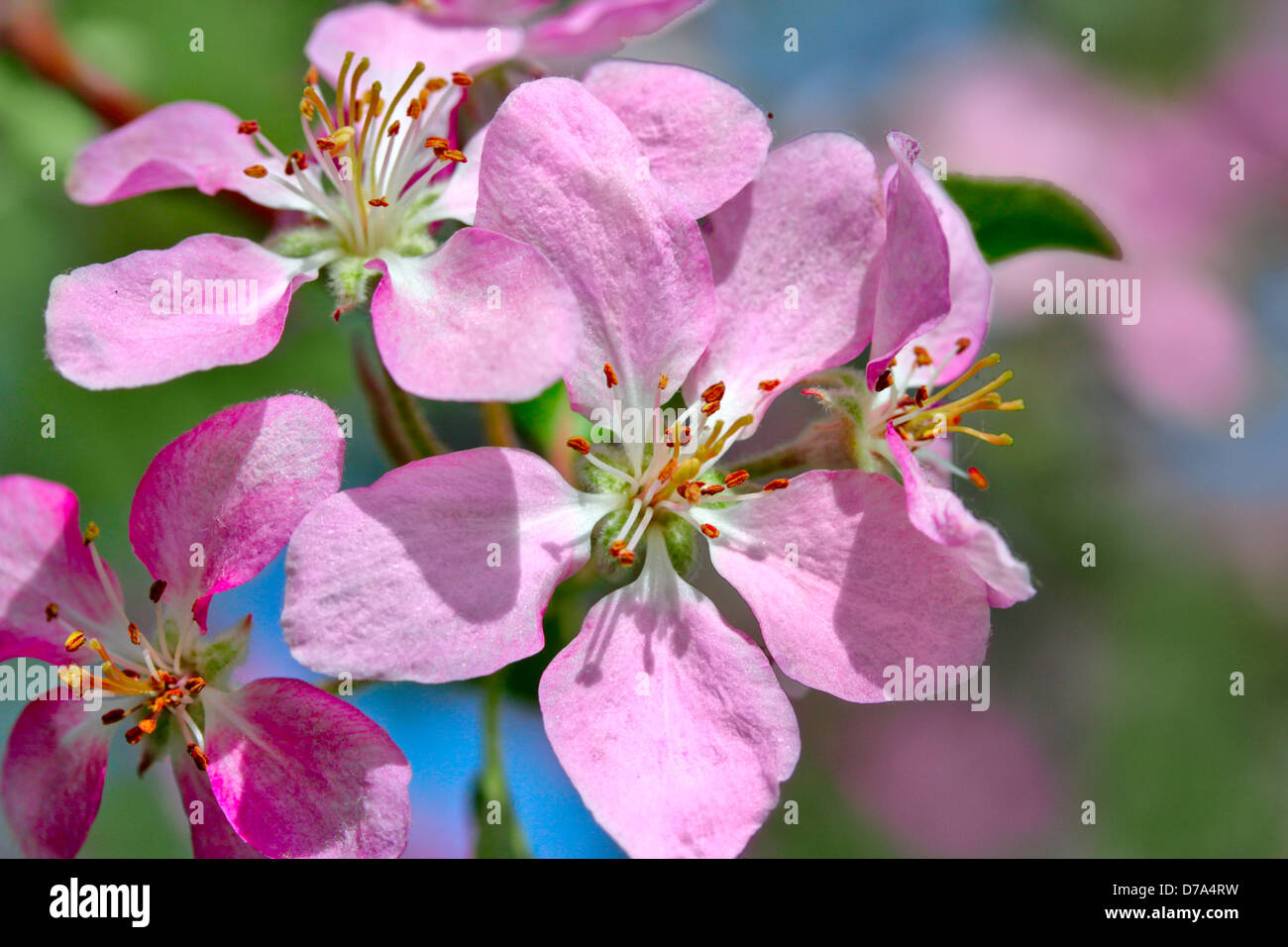 Close up flowering cherry apple hi-res stock photography and images - Alamy
