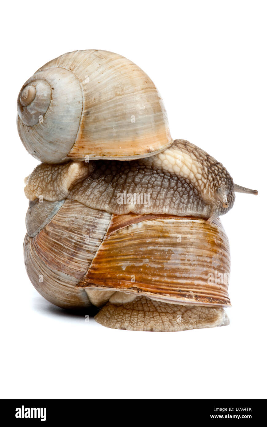 Snail isolated on white background Stock Photo - Alamy