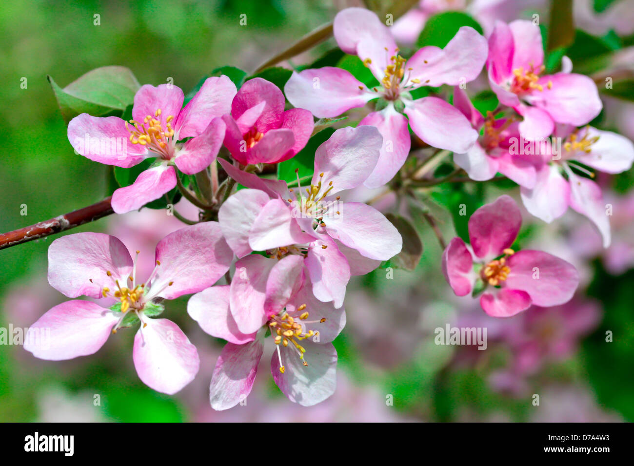 Flowering spring branch of apples Stock Photo - Alamy